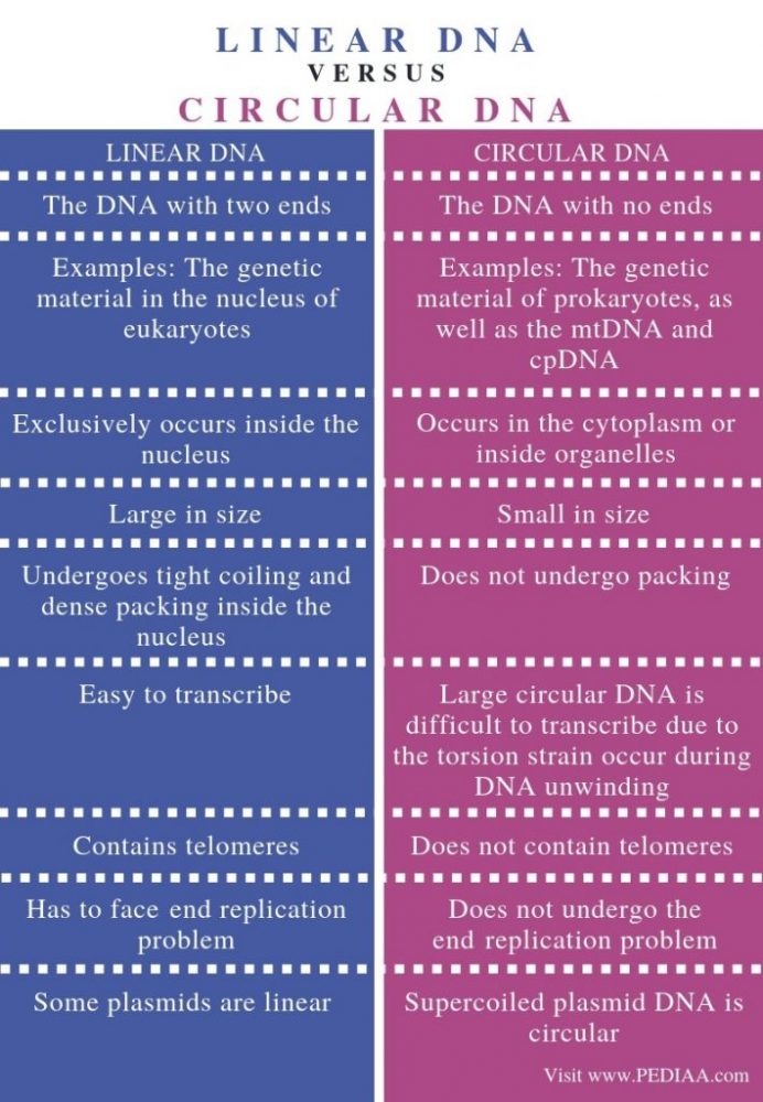 直鎖状と環状のDNAの違いとは？ | トーマスイッチ