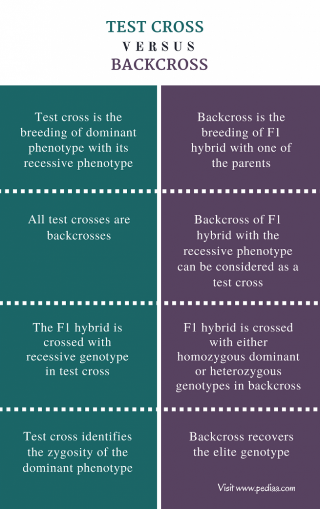 試験交配と戻し交配の違いとは？分かりやすく解説! | トーマスイッチ